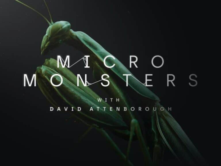 David Attenborough's Fascinating Look at Insects in VR - Digital Bodies ...